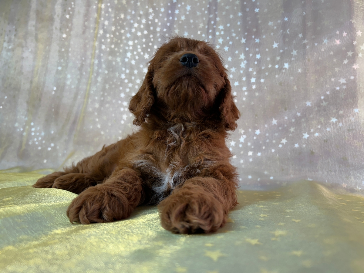 Dark Red Cockapoo Puppies Ready Now!