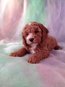 Dark Red Cockapoo Puppies for sale|South of Albert Lea Minnesota ...