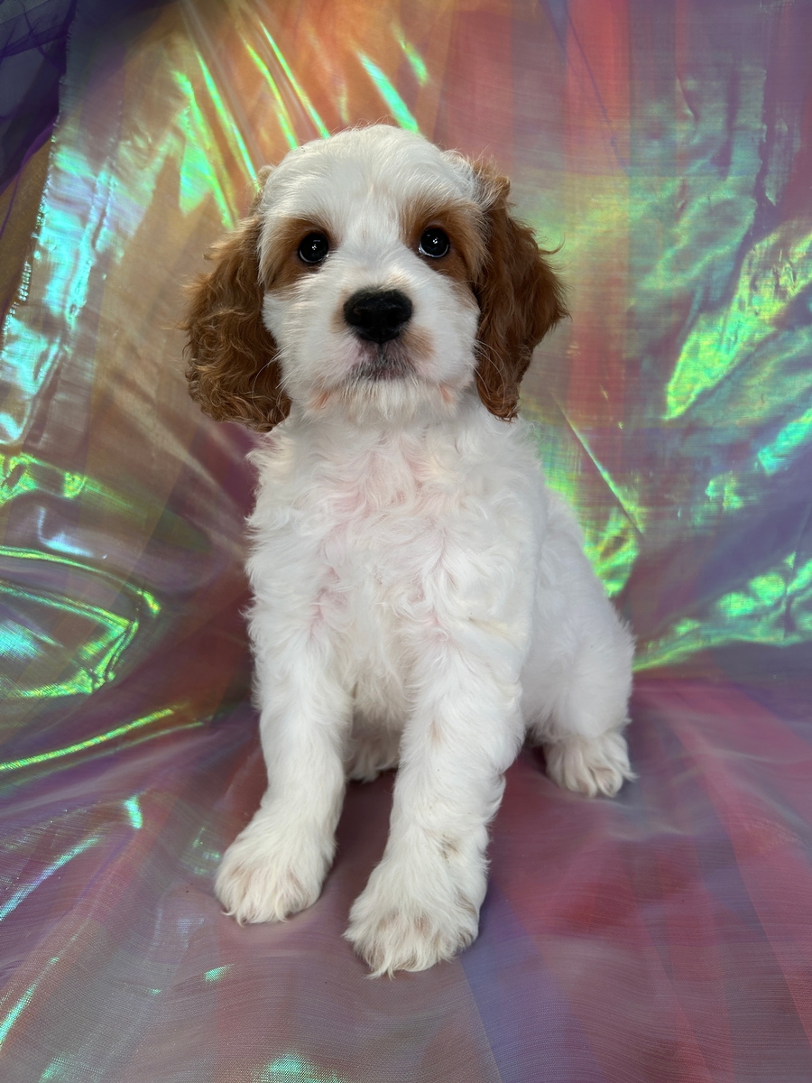 Cockapoos, White with Dark Red Markings, Iowa, Minnesota Breeder