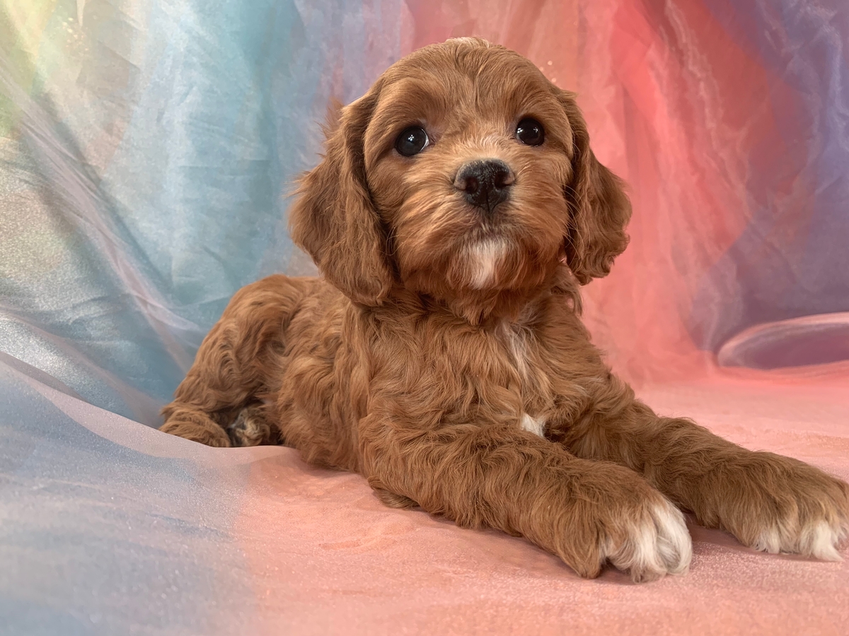 Dark Red Cockapoo Puppies for Sale in Iowa, $1200, Puppies Available!
