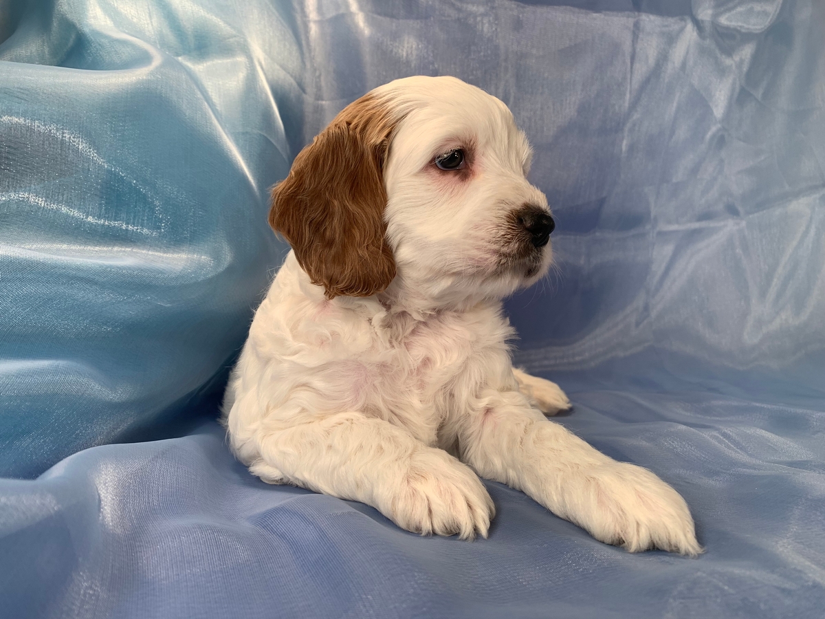 F1 White Cockapoos, Dark Red Markings, Iowa Breeder, Available Now!