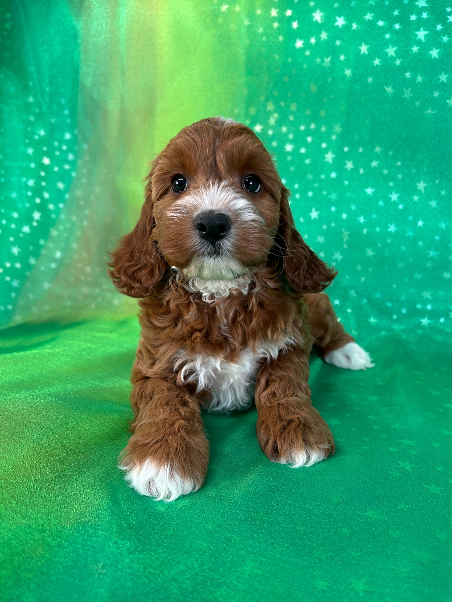 Cockapoo Puppies for Sale | Cockapoo Breeder in Iowa