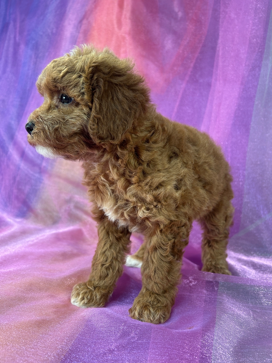Cockapoos, Best USA Breeder, Puppies for Sale Now!