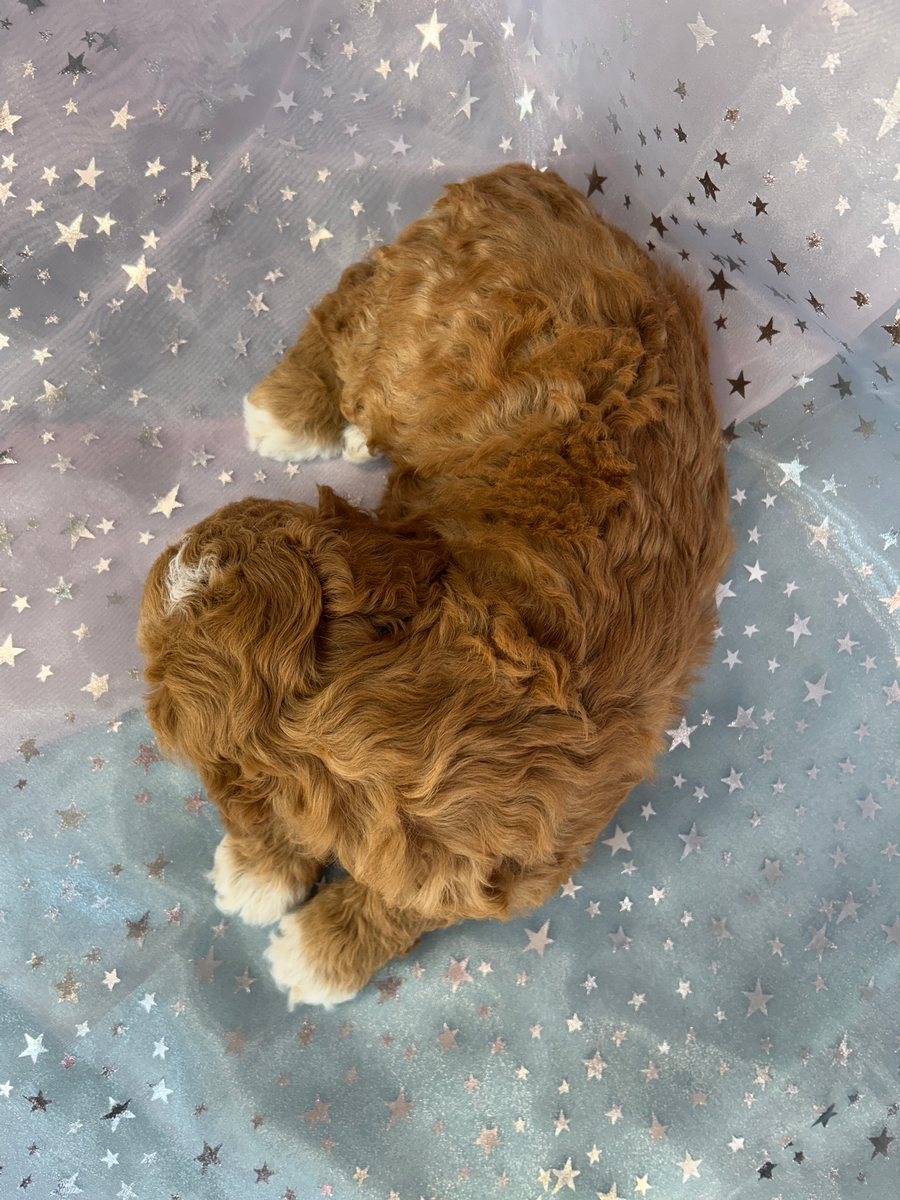 Joice Iowa, Cockapoo Puppies for Sale, Puppies Ready