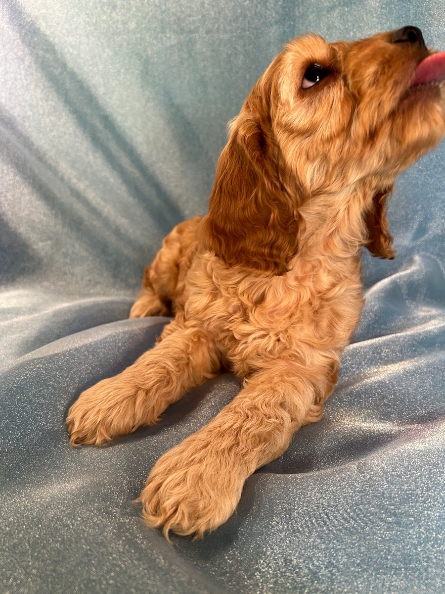 Female F1 Cockapoo Puppy for Sale, Ready Now!