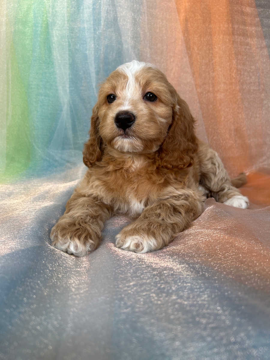 Cockapoo Puppies for Sale | Cockapoo Breeder in Iowa