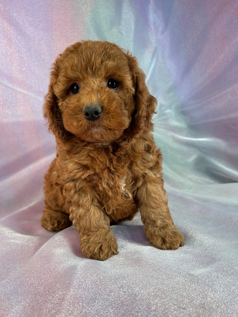 Red Female Cockapoo Puppy, Iowa Bred F1 Cockapoos