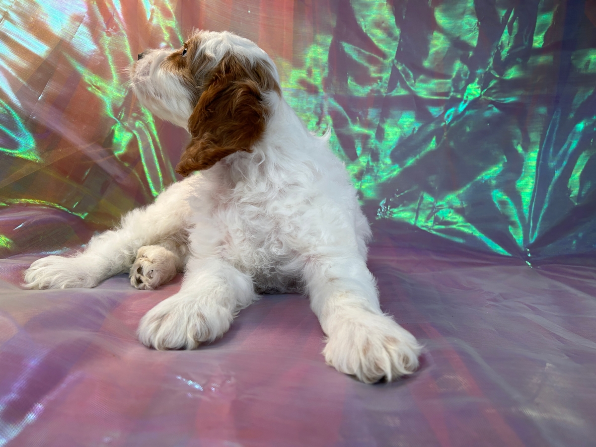 Cockapoos, White with Dark Red Markings, Iowa, Minnesota Breeder