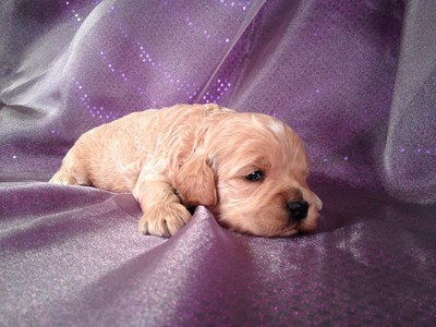 Buff,apricot,red, and white, Cockapoo Puppies for sale in Florida can ...