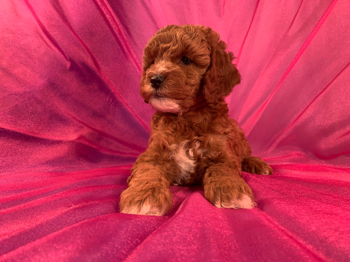 Dark Red F1 Cockapoo Puppies For Sale In Iowa $1200