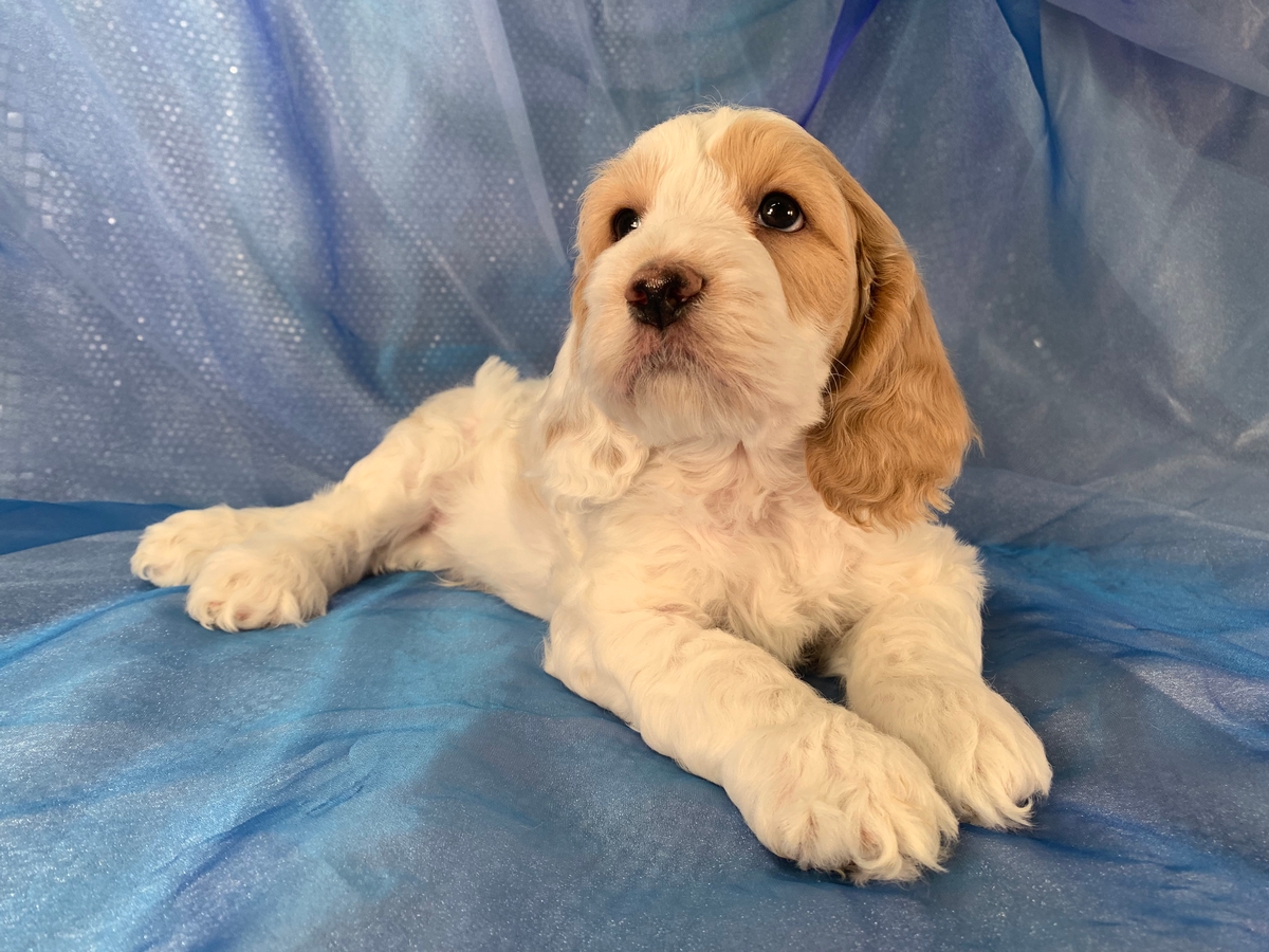 Cockapoos For Sale, Iowa Puppies, Cocker Poodle Mix, Ready Now!