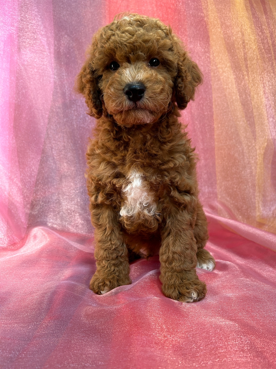 Cockapoo Puppies for Sale | Cockapoo Breeder in Iowa