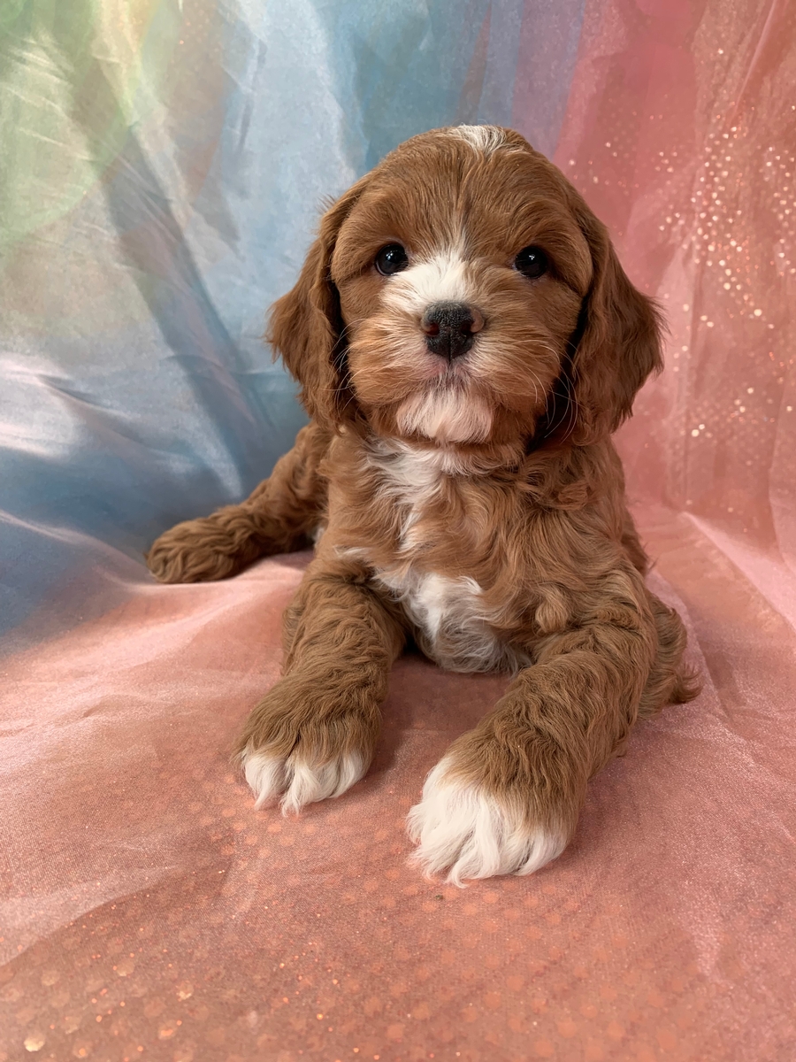 Dark Red F1 Female Cockapoo Puppy with White Markings for Sale $1200