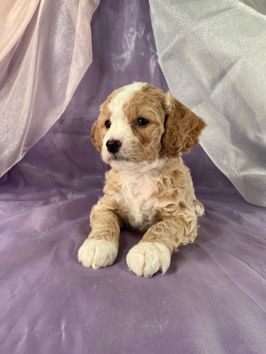 Cockapoos, Iowa, Big White Blaze, Four White Feet, For Sale