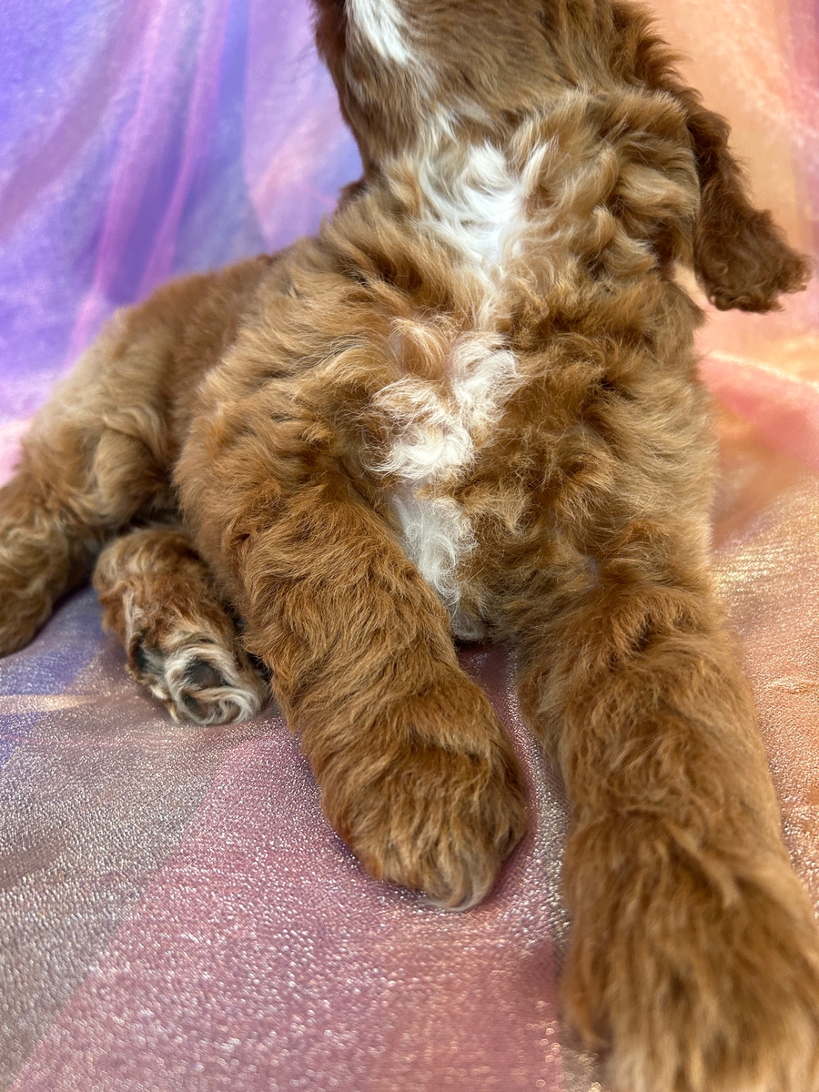 Professionally Bred Red F1b Cockapoos with White Markings