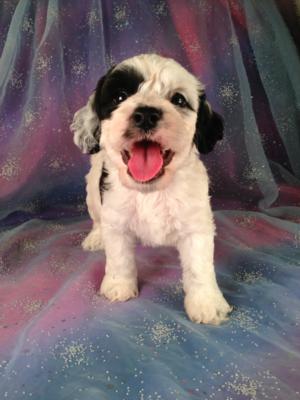 Cockapoo Puppies for sale|Black and White|Ready August 2013|Short drive ...