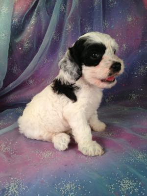 Cockapoo Puppies for sale|Black and White|Ready August 2013|Short drive ...
