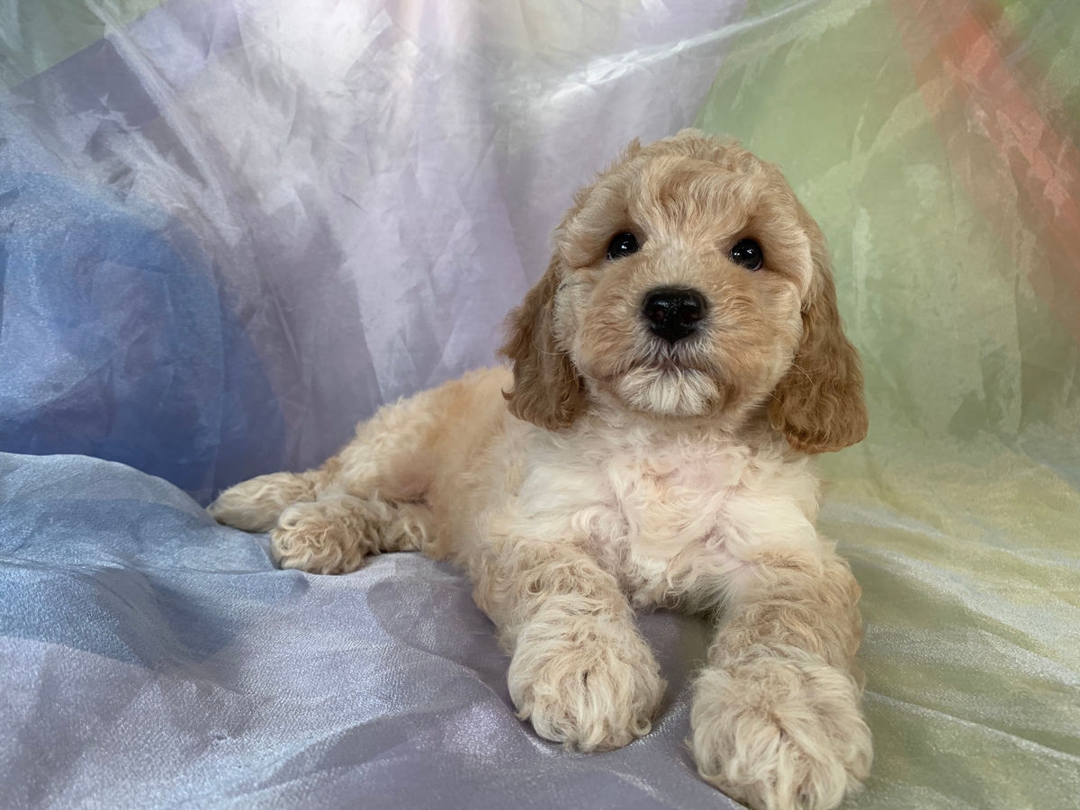 Female Buff Cockapoos For Sale, Iowa's Best Cockapoo Breeder
