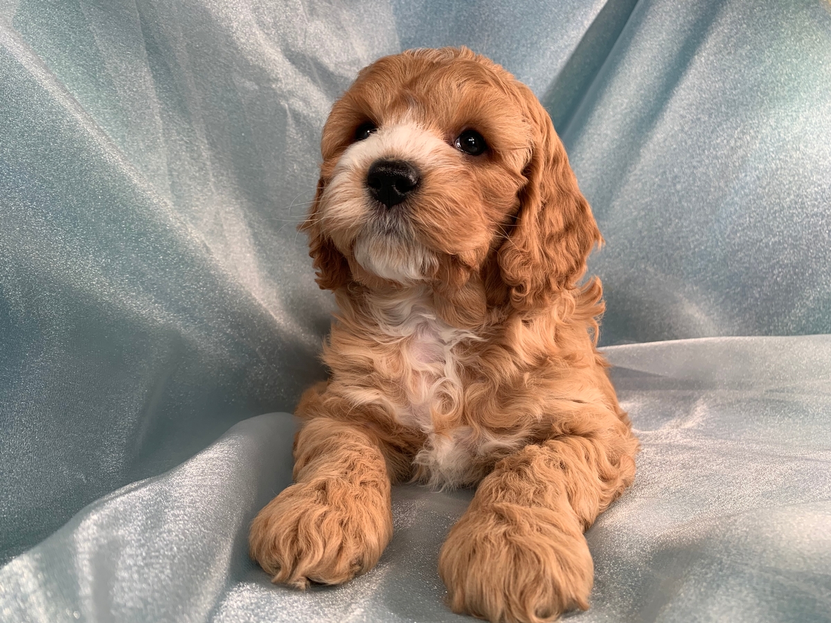 Buff F1 Cockapoo Pups for Sale, Cockapoo Breeders, Iowa, MN, Wisconsin
