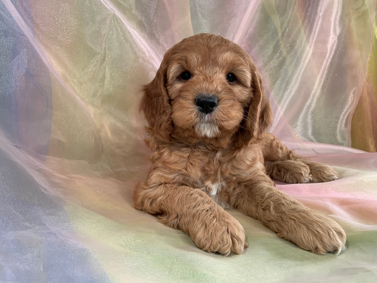 Dark Buff Cockapoos for Sale, Iowa Puppies for Sale, $1200