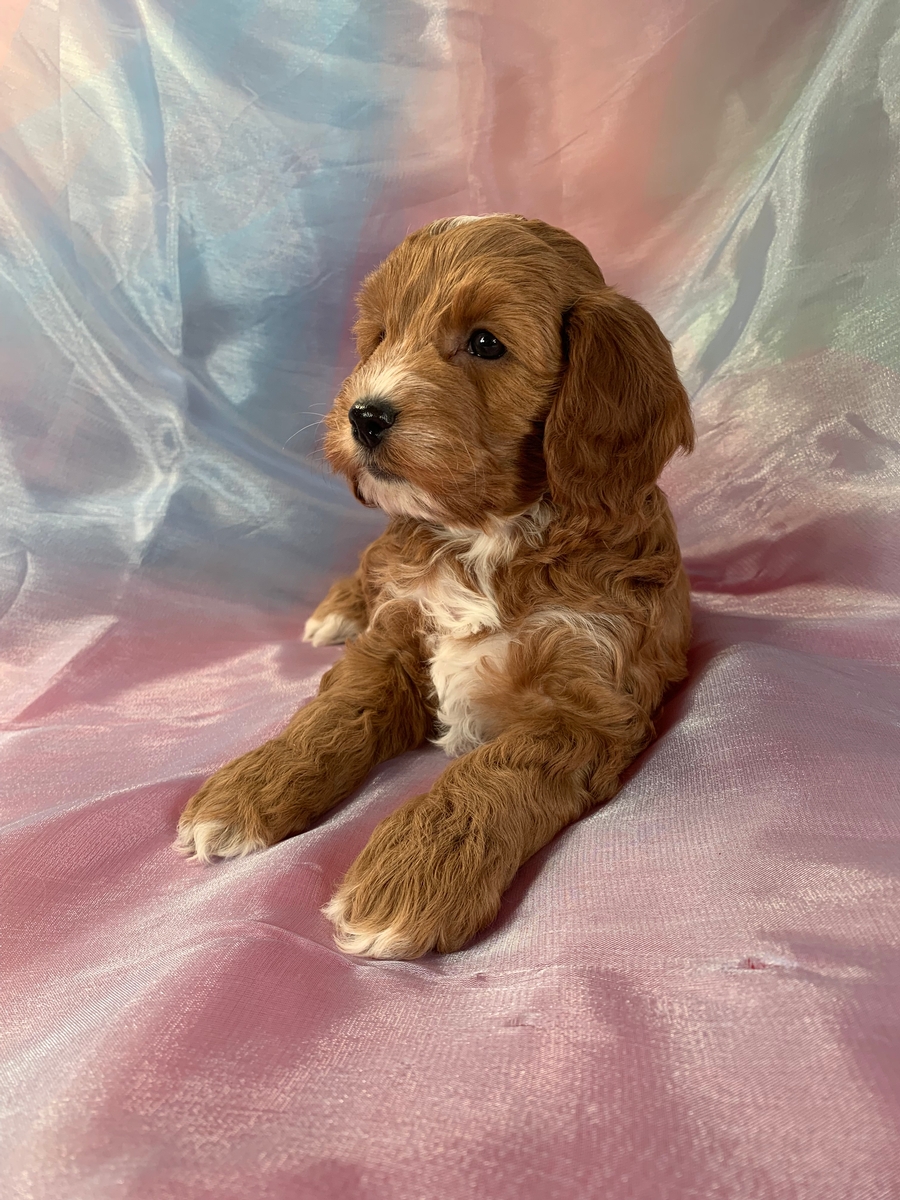 Dark Red Cockapoo Puppies for Sale, $1200, Professional Breeder