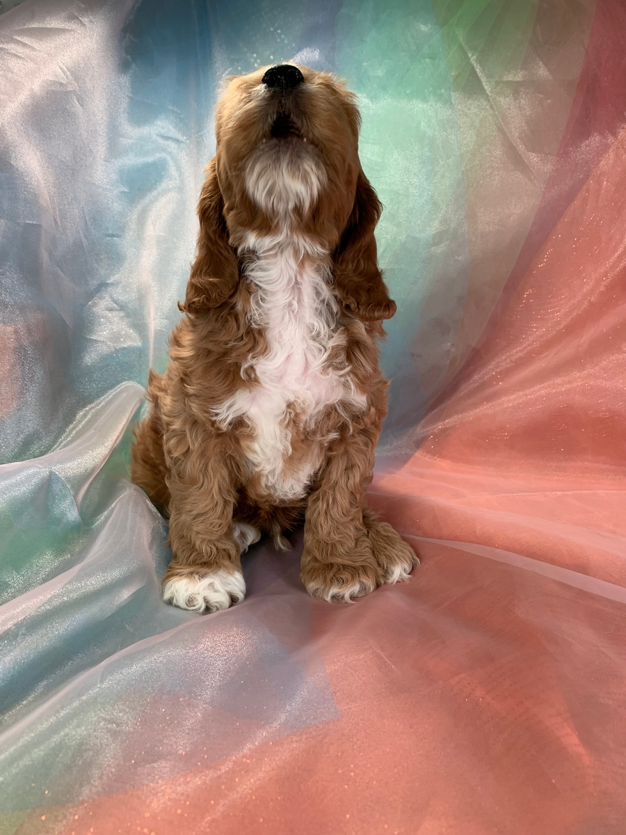 Dark Red Cockapoos with White Markings for Sale, Puppies Available