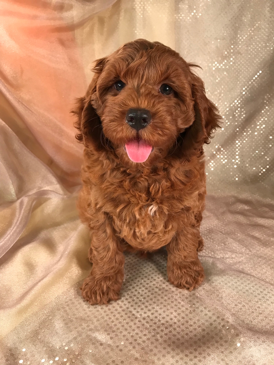 Dark Red Cockapoo Puppies for Sale in Iowa, Professional Breeders!