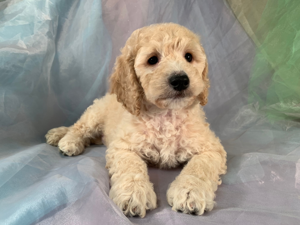 Cockapoo Puppies For Sale in Iowa, Professional Breeders