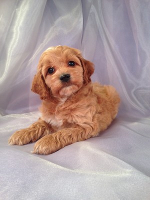 Apricot Colored cockapoos for sale|North Iowa breeder with a litter ...