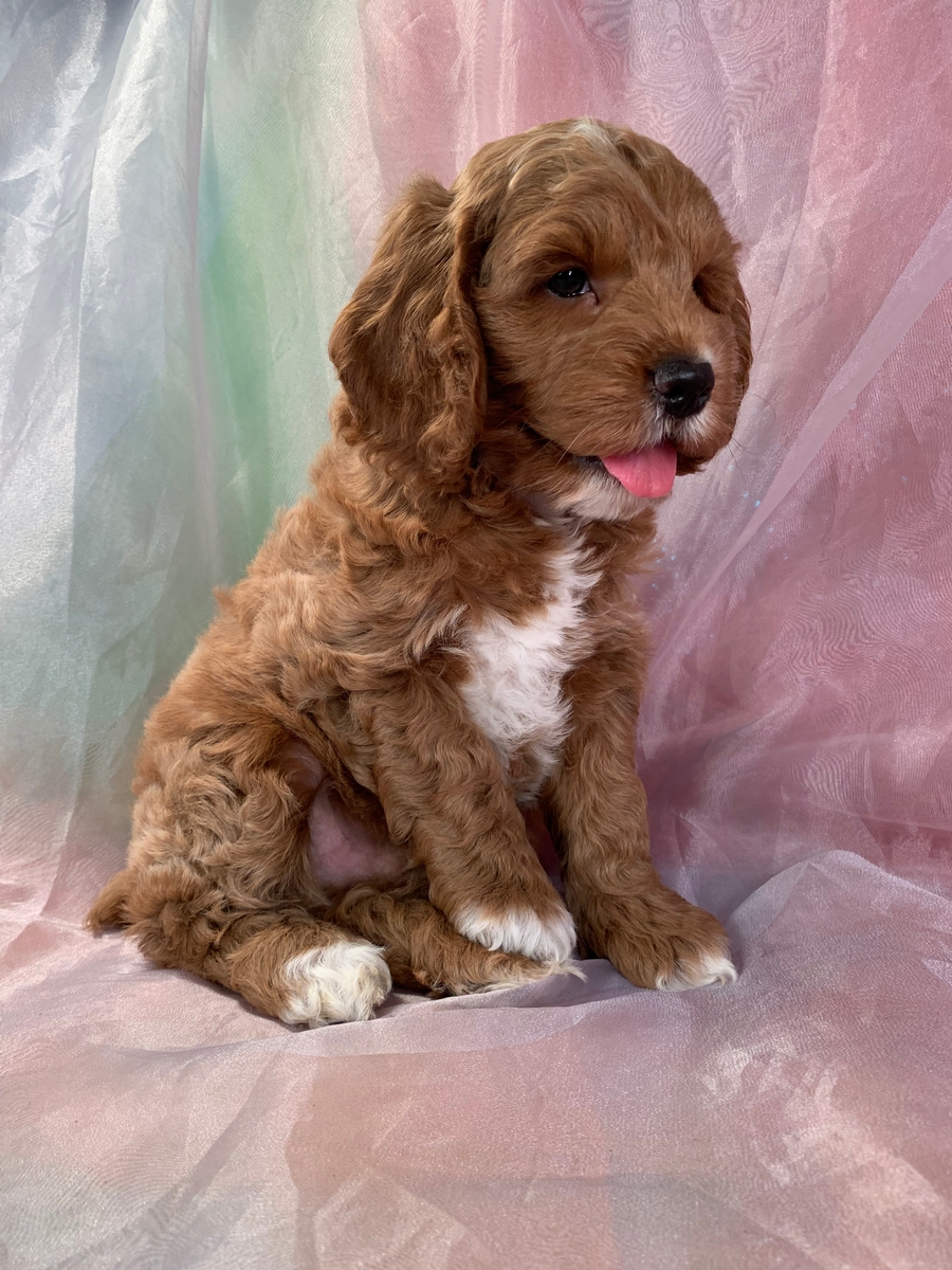 Cockapoos for Sale, Iowa Breeders, Puppies Available Now!