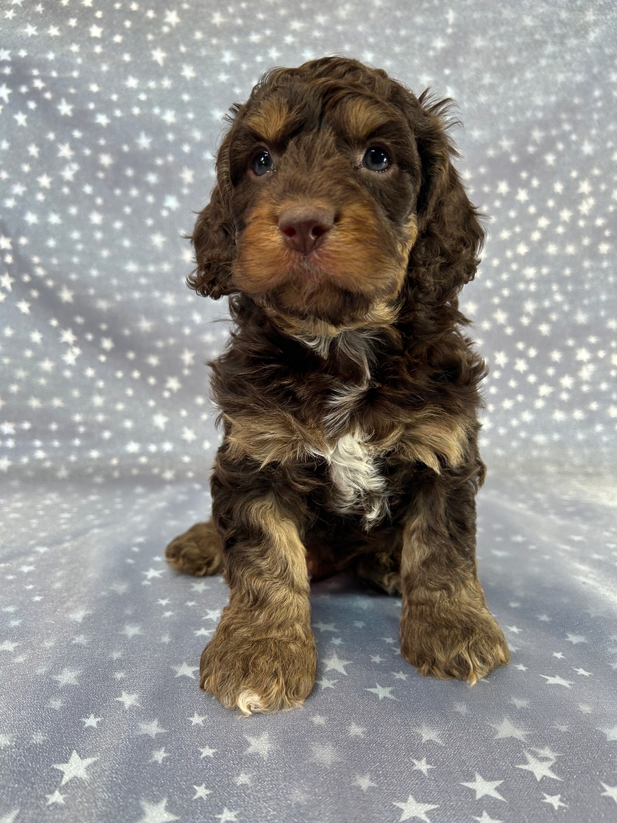 F1 Male Chocolate and Tan Cockapoo with White Markings, Iowa and Minnesota