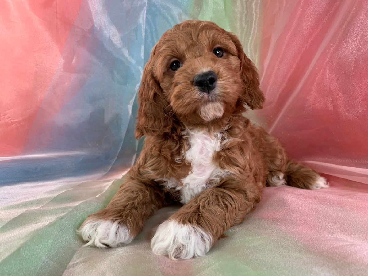 Male F1 Cockapoo Puppy with White Markings for Sale, Iowa Breeders