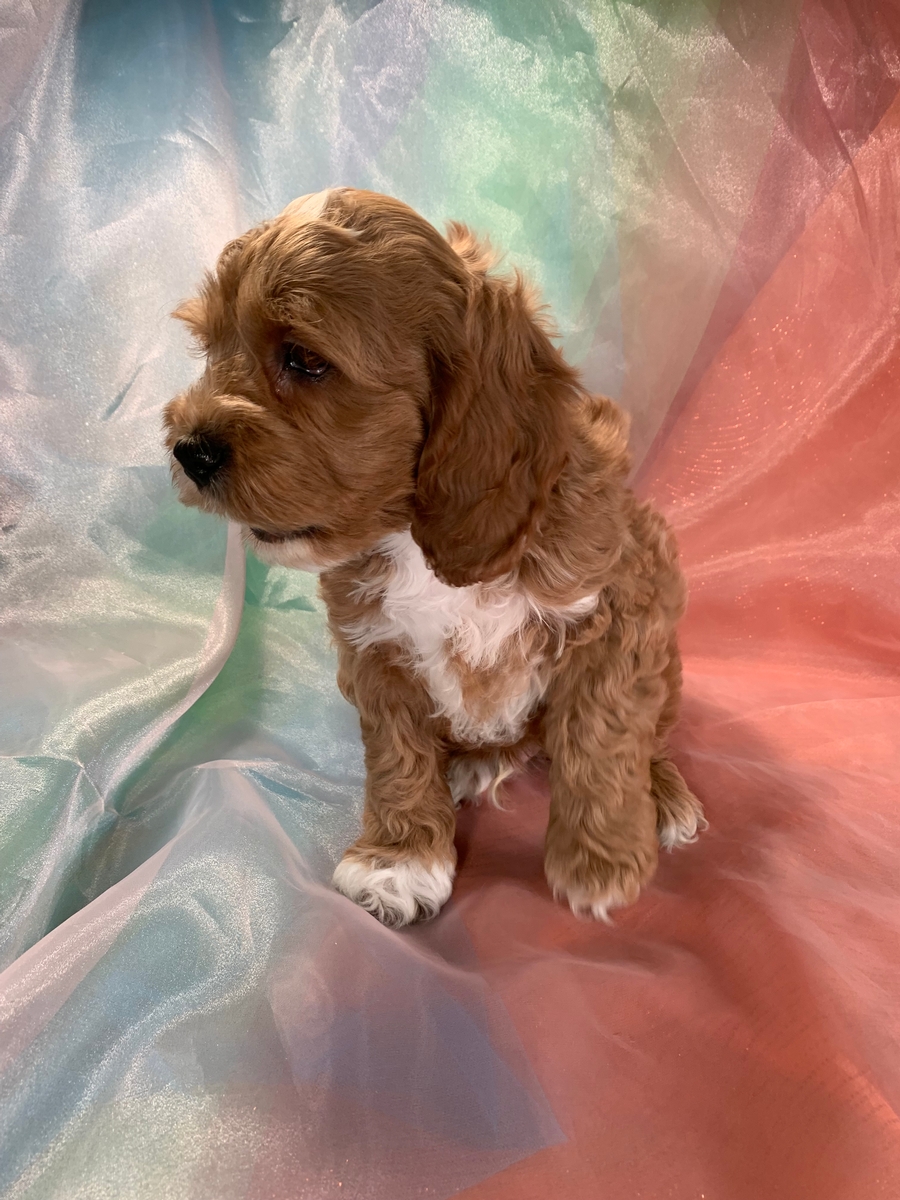 Dark Red Cockapoos with White Markings for Sale, Puppies Available