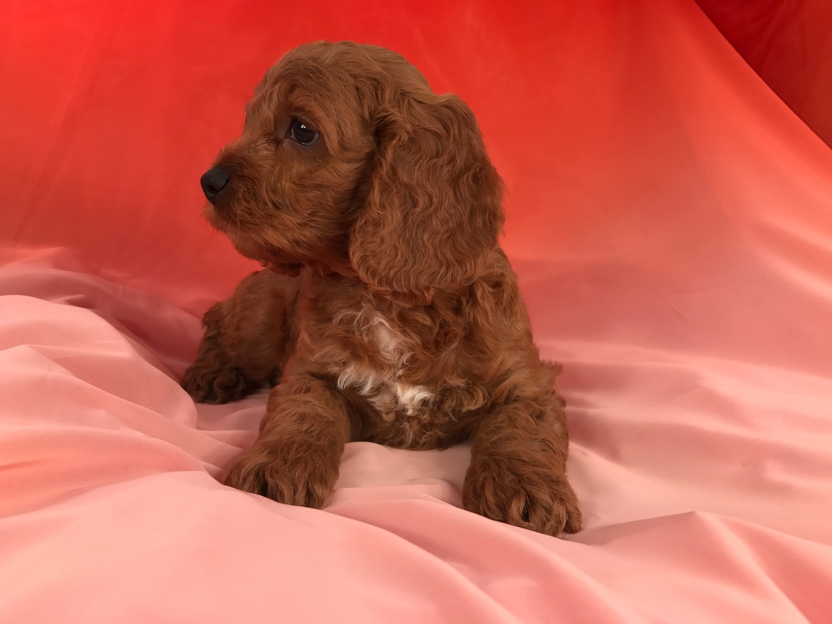 Breeders-Minnesota-Iowa-Cockapoos-Dark Reds