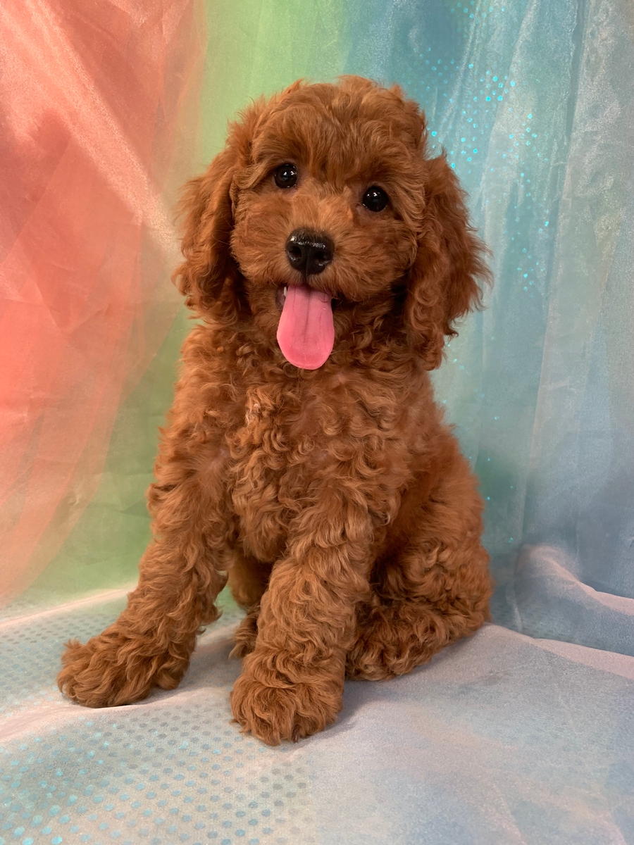 Dark Red Cockapoo Puppies for Sale, Iowa's Top Breeder