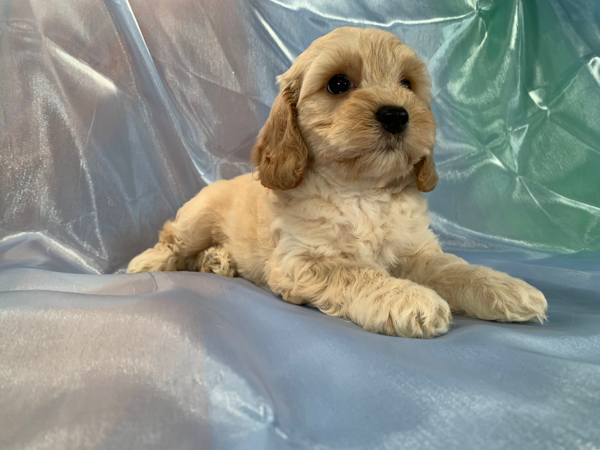 Female Cockapoo Available, Buff and White, Iowa Breeders