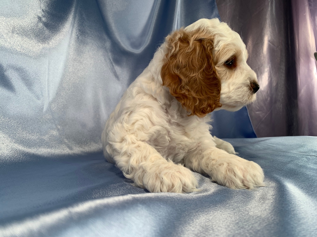Cockapoo Puppies for Sale | Cockapoo Breeder in Iowa