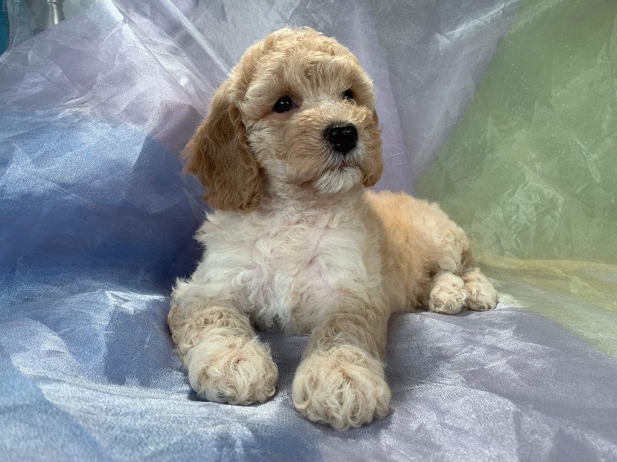 Female Buff Cockapoos For Sale, Iowa's Best Cockapoo Breeder