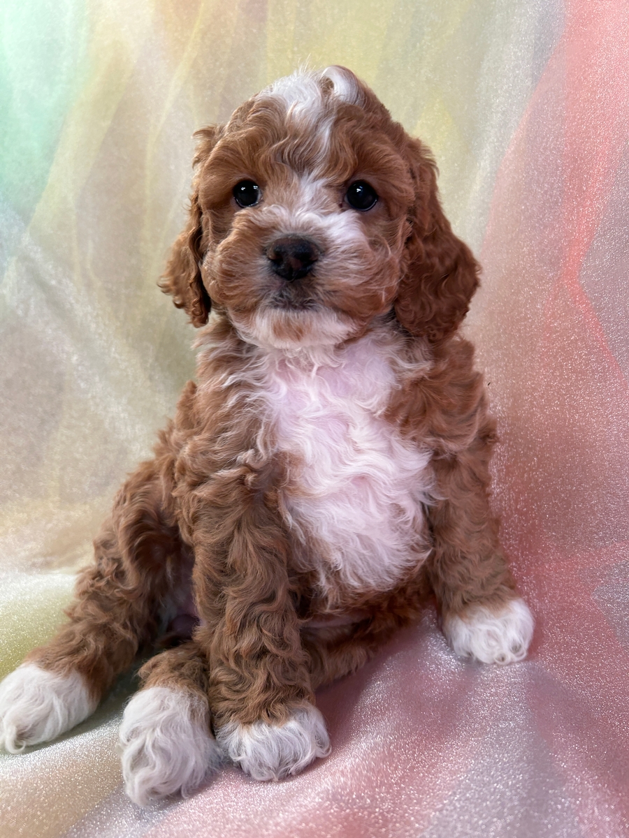 Cockapoo Puppies for Sale | Cockapoo Breeder in Iowa