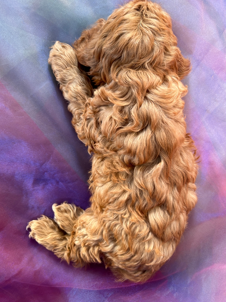 Cockapoo Puppies for Sale in Iowa Near Minnesota Border