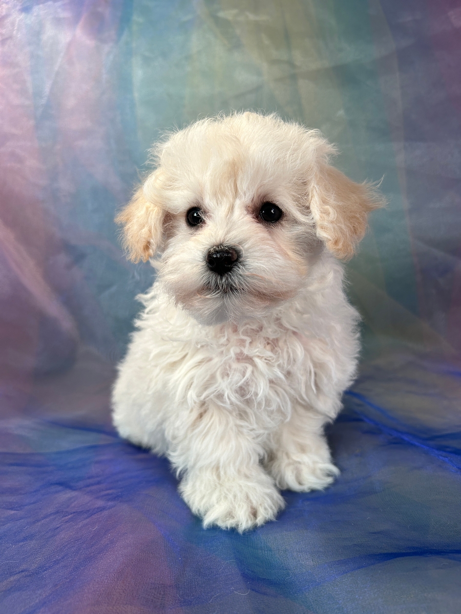 White F1b Schnoodle Puppy for Sale in Iowa