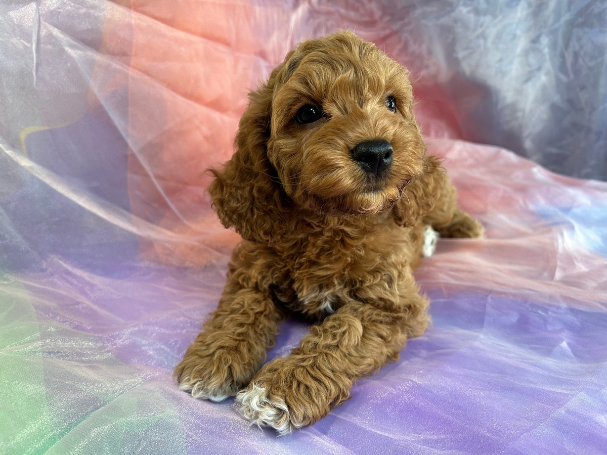 Dark Red Female Cockapoo Puppies for Sale