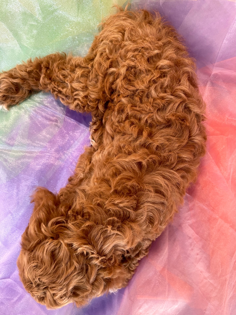 Dark Red Female Cockapoo Puppies for Sale