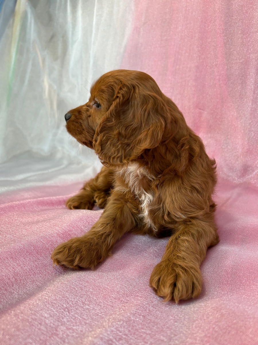 Dark Red Cockapoo Puppies for Sale
