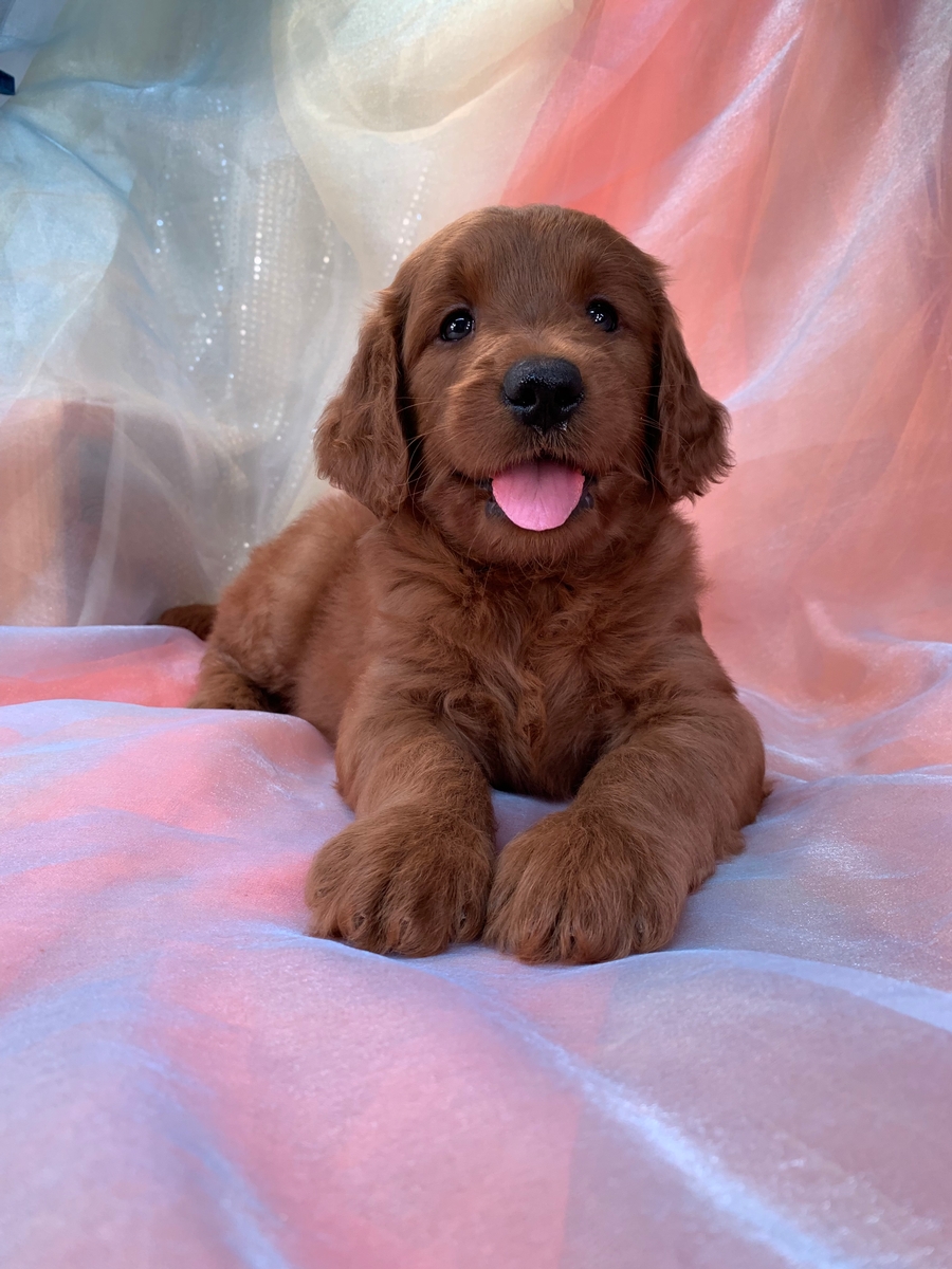 Iowa's Top Mini Goldendoodle Breeders Have Puppies for Sale Now!