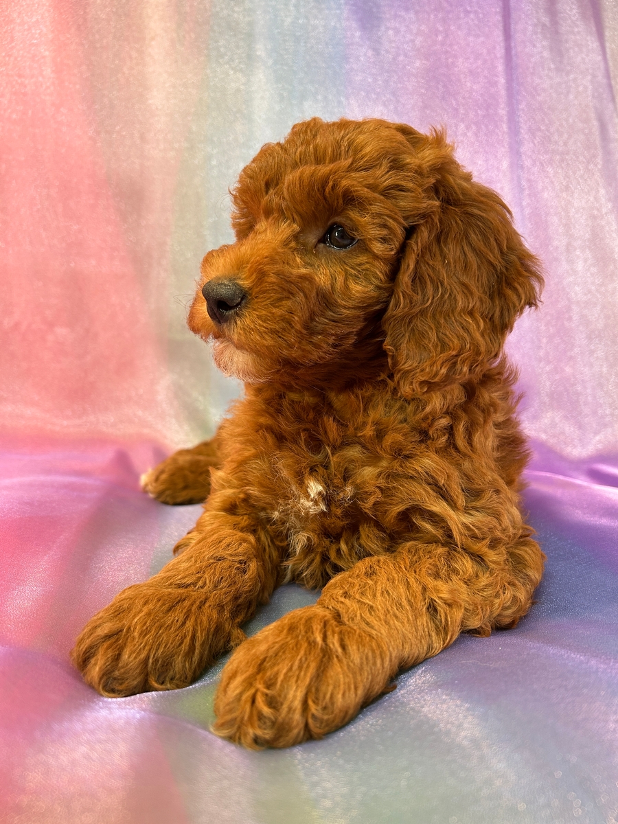 Ready Now, Dark Red Miniature Goldendoodles