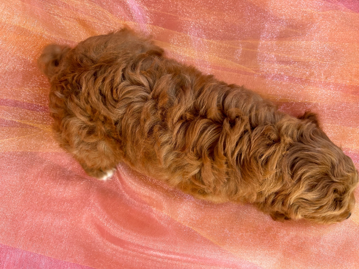 Illinois, Minnesota and Iowa, Best Cockapoo Breeder