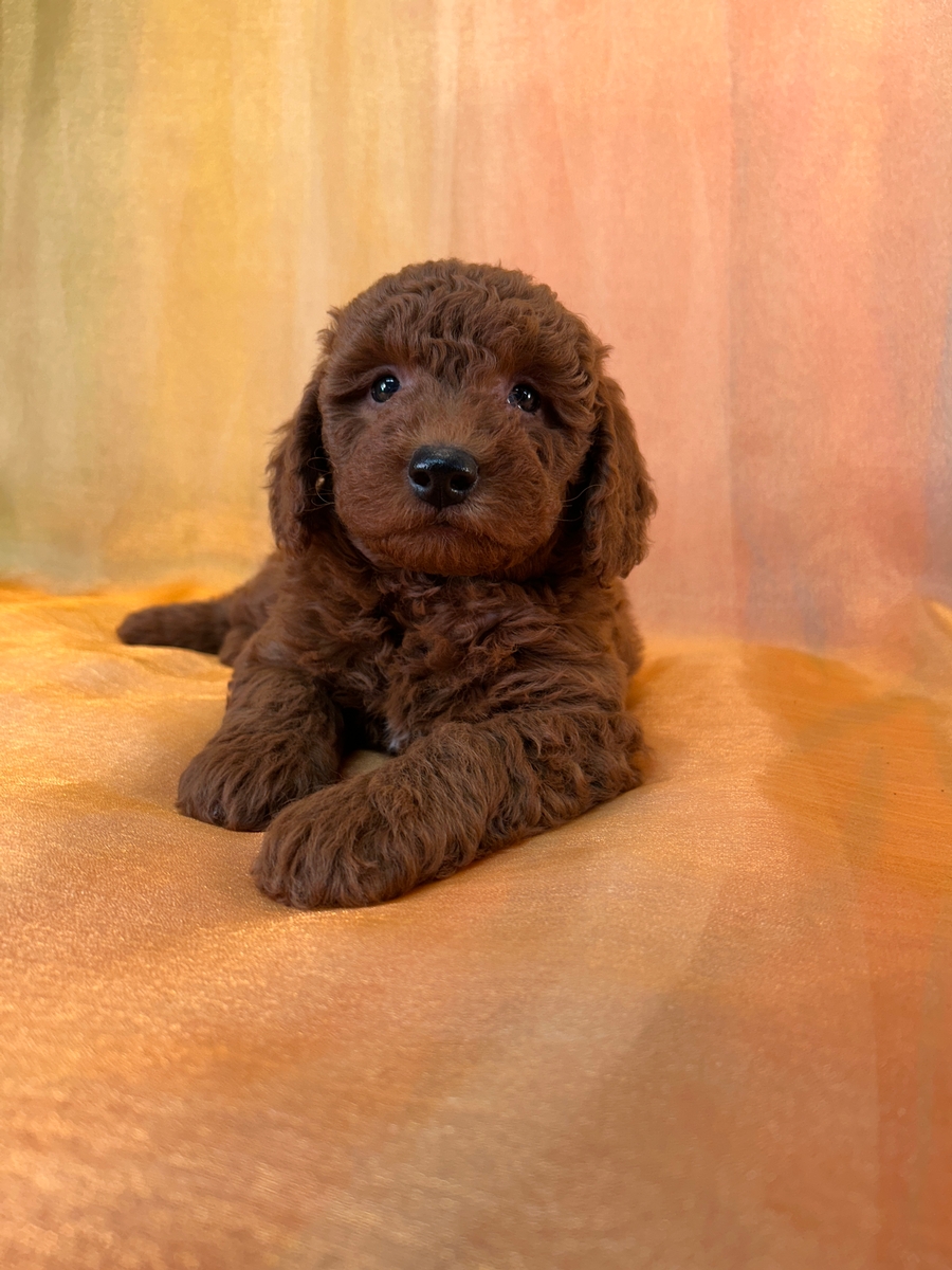 Dark Red F1b Miniature Goldendoodles, Iowa and Minnesota