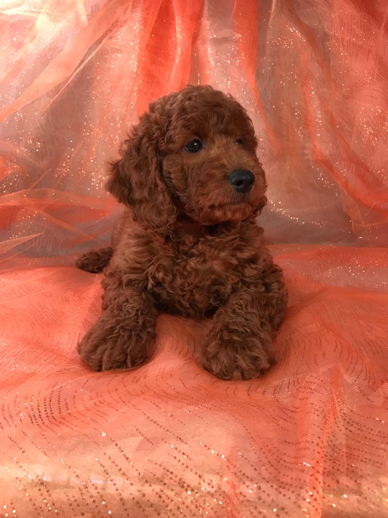 Dark Red Mini Goldendoodles For Sale! Perfect Breeder For IA, IL, WI, MN.