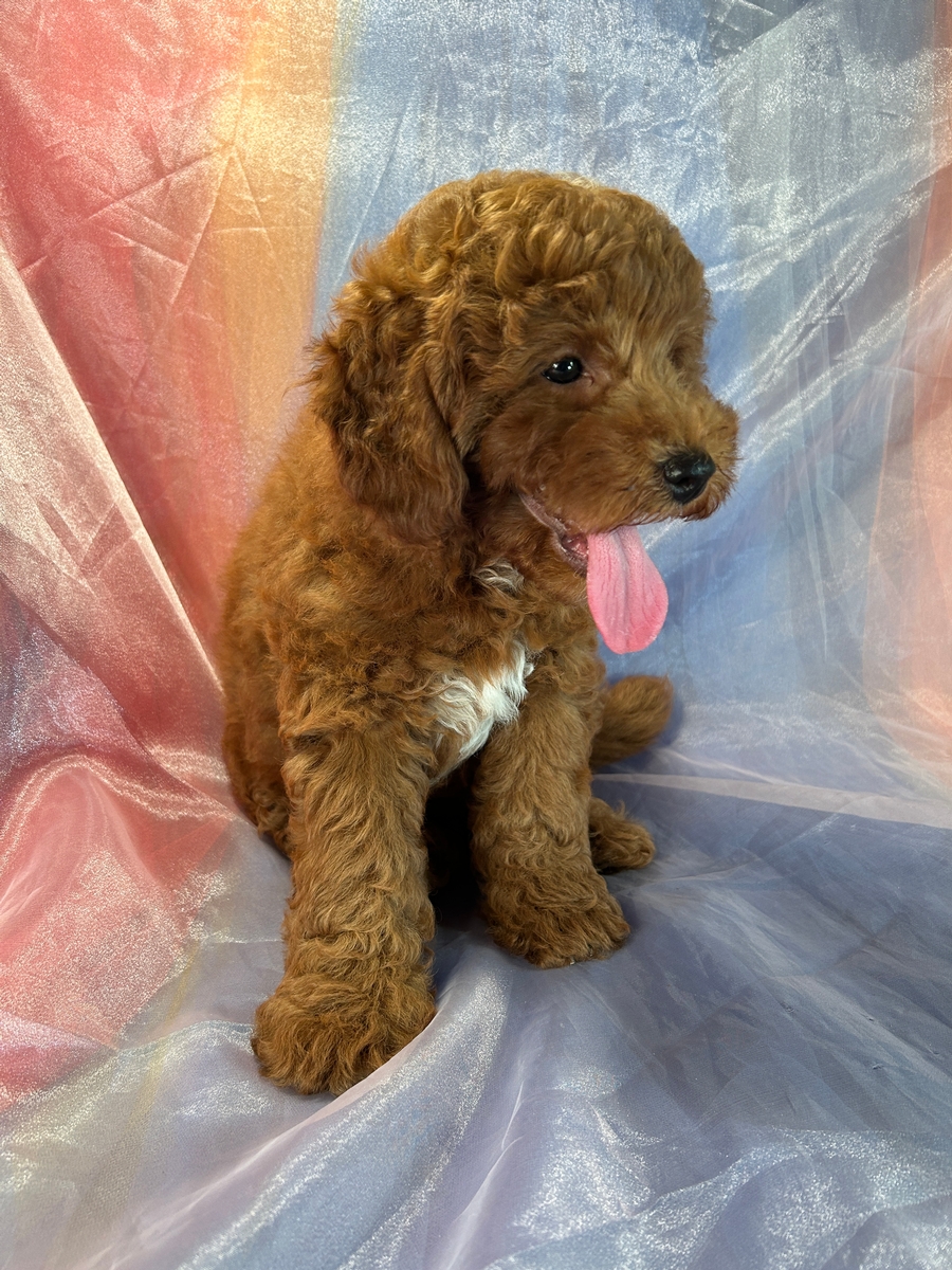 Professionally Breeding Miniature Goldendoodles